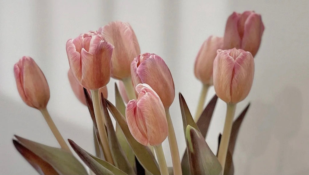 Tulip Flower Translation Hindi | Best Flower Site