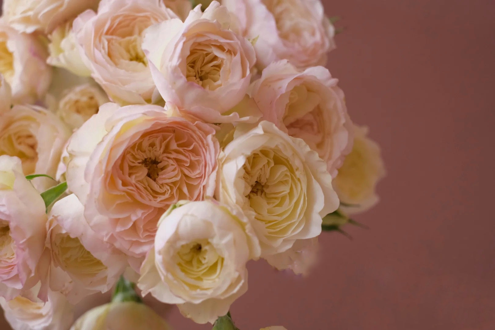 Everything You Need To Know About Roses– Hua Bar Flower